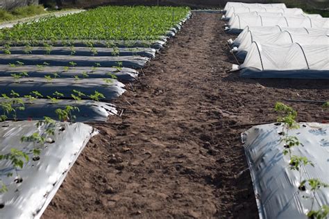 Premium Photo High Angle View Of Plants Growing At Greenhouse