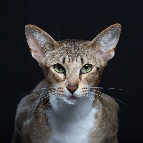 Красивый кот с большими ушами Стоковое Фото изображение насчитывающей ласка юмористика 67698748