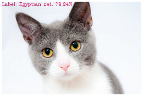 Deep Learning With Opencv Dnn Module A Comprehensive Guide Bleed Ai