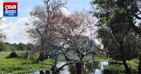 ආනවිළුන්දාව රැම්සා අභය භූමිය තුළ ඇති විශාල ප්‍රමාණයේ ගස් මිය යාමේ