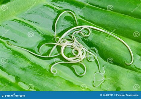 Toxocara Canis Second Stage Larvae Hatch From Eggs Stock Image