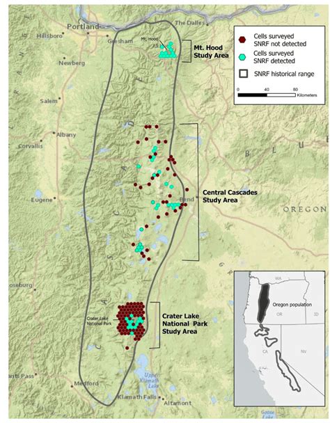 Tracking The Elusive Sierra Nevada Red Fox In Oregon Defenders Of