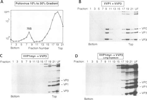 Sucrose Density Gradient 10 To 30 Analysis Of Infected Cell Download Scientific Diagram