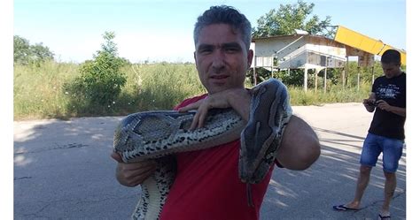 Колекционерът на влечуги Николай Петков пред България Днес Не правете укрития за змиите в