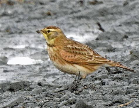 Cascade Ramblings American Pipit