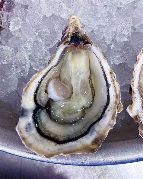 Limited Edition French Oyster Shell Earrings