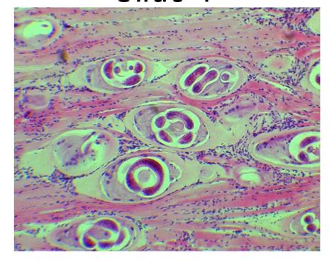 Solved Identify The Organism