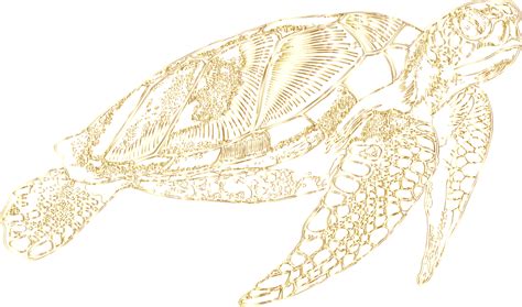 Download Sea Turtle Animal Swimming Royalty Free Vector Graphic