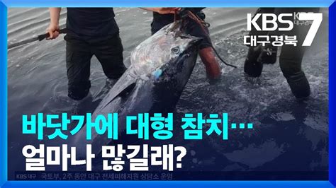 바닷가에 대형 참치얼마나 많길래 Kbs 20230703 Youtube