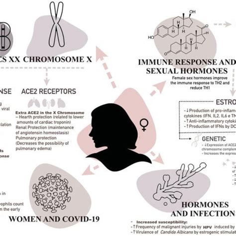 Biological Differences Intrinsic To The Female Gender Download Scientific Diagram