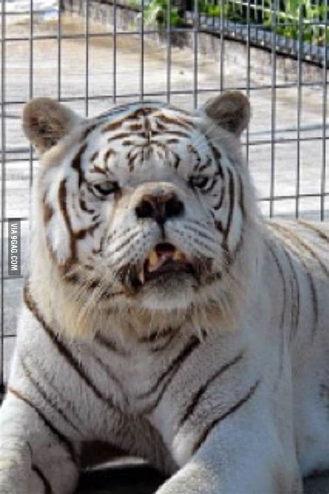 Tigre De Bengala Albino Con Sindrome De Down