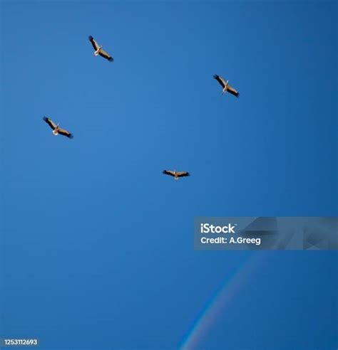 푸른 하늘의 배경에 황새의 무리 네 마리의 새가 구름 속에서 날아다닌다 황새가 고립되었습니다 큰 흰 새 하늘에 무지개 텍스트에 대 한 배치 공간을 복사합니다 야생 조류의 삶