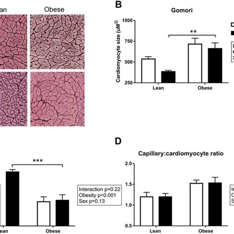 Obese Zsf1 Rats Show Indication Of Diastolic Dysfunction A Tissue Download Scientific Diagram