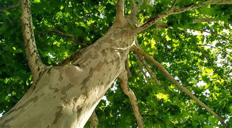 Tree Identification Guide How To Identify Sycamore Tree Davey Tree