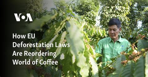 How Eu Deforestation Laws Are Reordering World Of Coffee