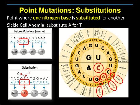 Protein Synthesis Ppt Download
