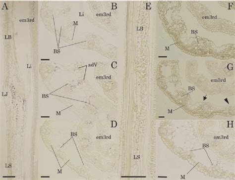 The Distribution Of Starch Grains In Lamina Joint Of T65 A D And In