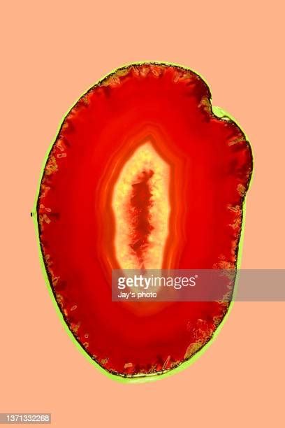 Amber Peach Photos And Premium High Res Pictures Getty Images