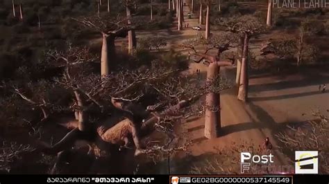 ოლიგარქის ახირება კორუფციისა და ეკოციდის ფასად მოთხრილი ბაობაბების ბედი ისევ ბუნდოვანია Youtube