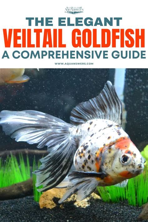 The Elegant Veiltail Goldfish Care History And Beauty Unveiled