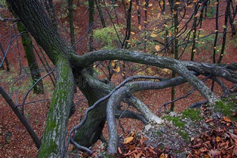 Tree Trunk With Bare Roots In Autumn Forest Stock Photo Image Of Wood Dark 261612692