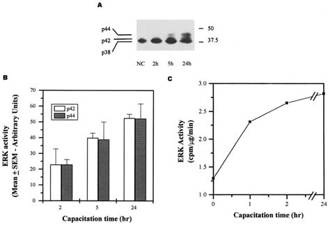 Erk Activity During Capacitation Of Spermatozoa A Sperm Cell Download Scientific Diagram