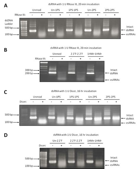 Processing Of Unmodified And Chemically Modified Dsrna To Esirnas By