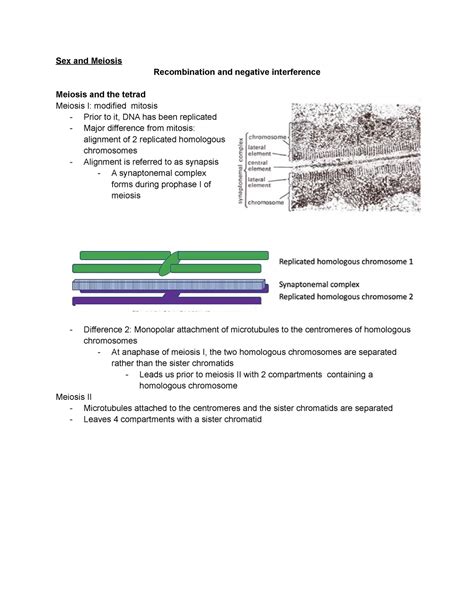 Week 10 Lectures Genetics Notes Sex And Meiosis Recombination And