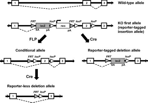 Cardiac Specific Inducible And Conditional Gene Targeting In Mice