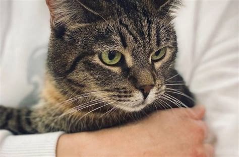 Кошки Archives БФ РЕКС