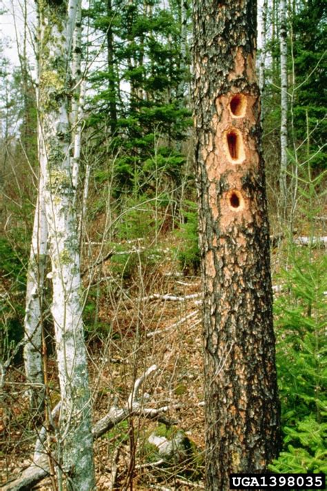 Carpenter Ant Tree Damage