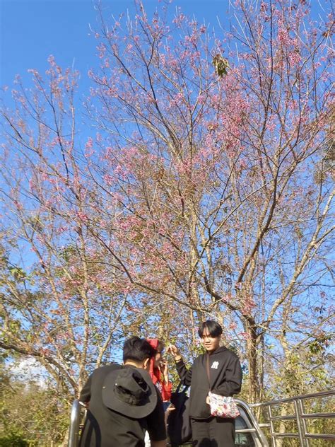 🍃🌸 ที่พักภูลมโล ที่ไร่ลมหนาว บ้านร่องกล้า