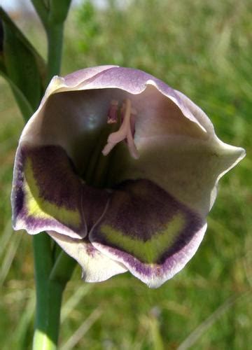 Subsection Paludosus · Inaturalist