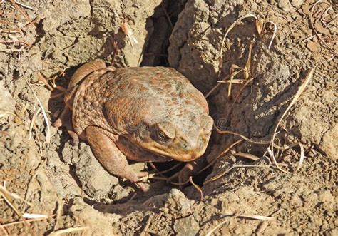 Toad In Mud Stock Image Image Of Camouflaging Wild 55178637