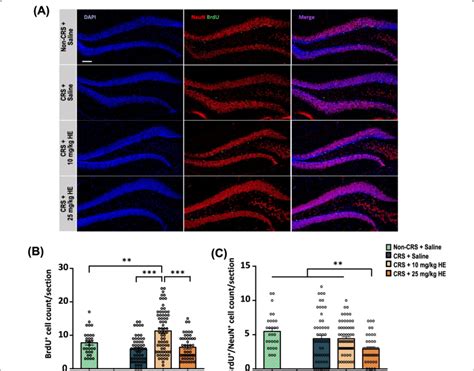 Immunofluorescence Staining Of Brdu And Neun In The Dg Reveals A Download Scientific Diagram