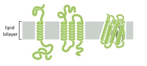 Bio 251 Membrane Proteins Flashcards Quizlet
