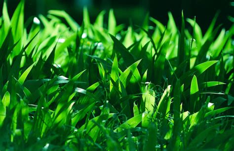 绿色图片素材 绿色设计素材 绿色摄影作品 绿色源文件下载 绿色图片素材下载 绿色背景素材 绿色模板下载 搜索中心