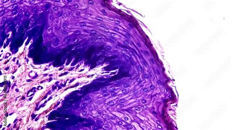 Human Penis In Cross Section Filmed Under Microscope 400x Against Bright Field Background Organ