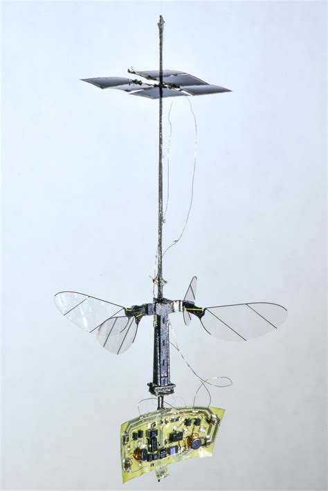 Unleashed Robo Insect Takes Flight The New York Times