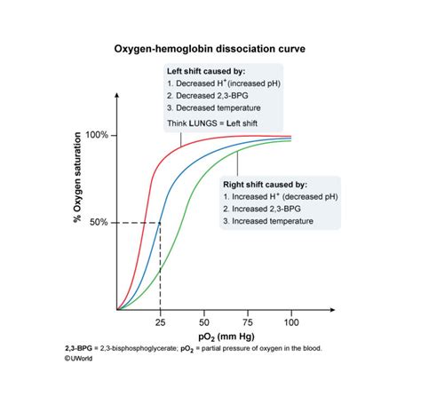 Can Someone Please Explain The Oxygen Dissociation Curve To Me Like Im