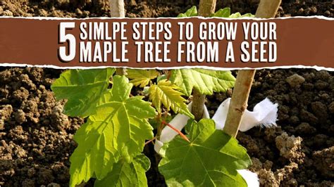 8 Simple Steps To Grow Your Pine Tree Faster Tree Journey