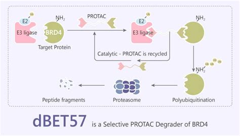 Protac Archives Network Of Cancer Research