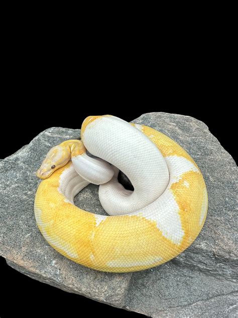 Ball Python Dreamsicle