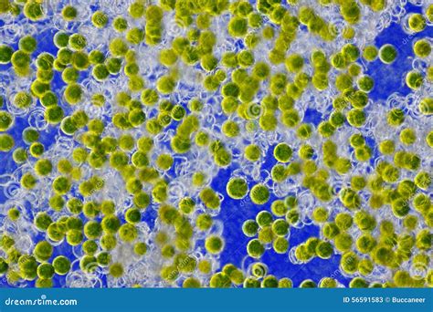 Horsetail Equisetum Arvense Spores With Elaters Stock Image Image