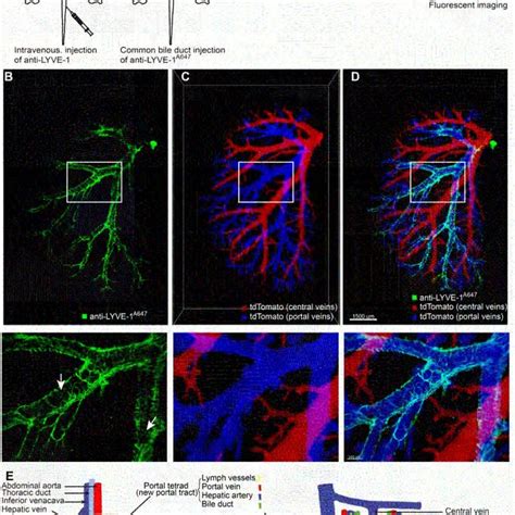 Three Dimensional Mapping Of The Mouse Hepatic Lymphatics A Mouse