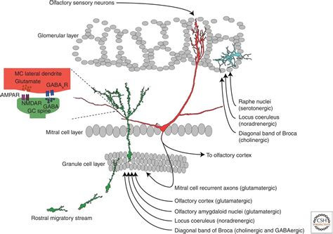 Adult Olfactory Bulb Neurogenesis