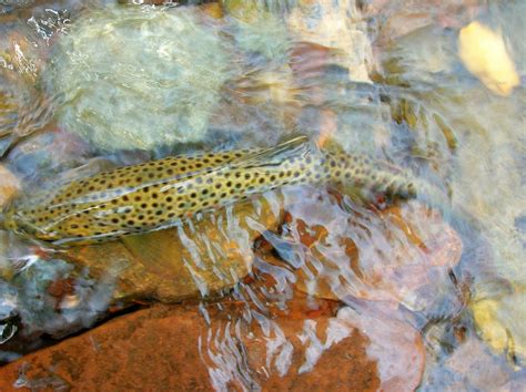Small Stream Reflections Pollen Clouds And Some Funky Feathers