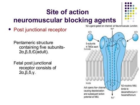 Neuromuscular Blocking Drug Alchetron The Free Social Encyclopedia