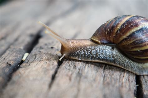 무료 이미지 Achatinidae 아프리카 사람 아시아 사람 배경 갈색 깨끗한 닫다 사본 공간 환경 바닥