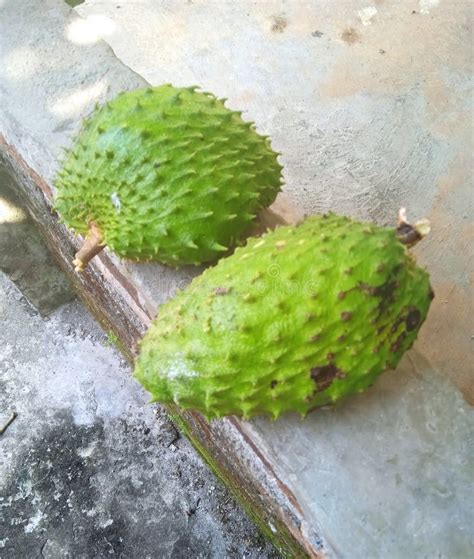 Soursop Tropical Fruits Stock Image Image Of Soursop 255001995